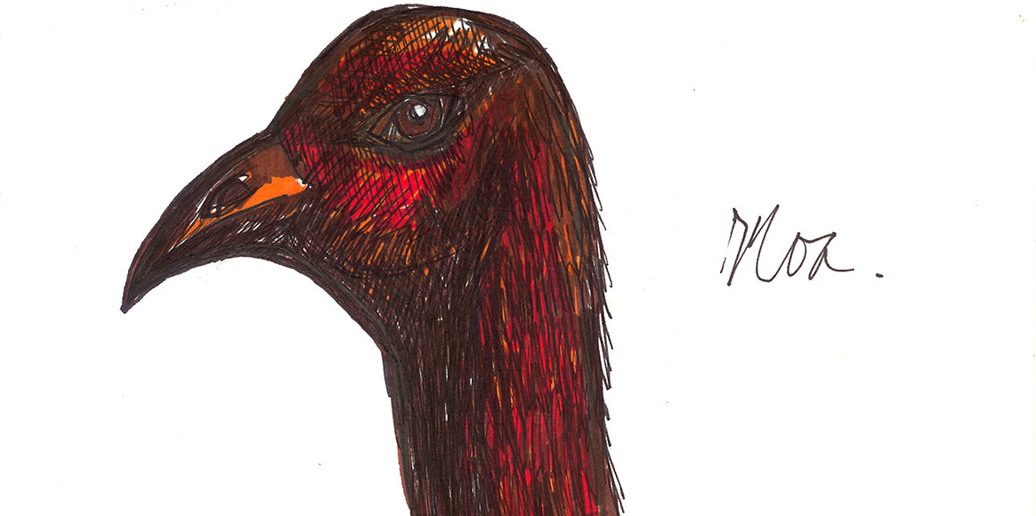 Moa | A Field Guide to Extinct Birds